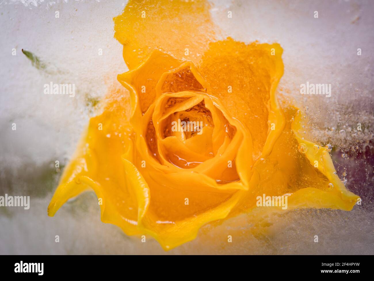 Colourful rose flowers frozen in ice, a symbol of the slow unfreezing ...