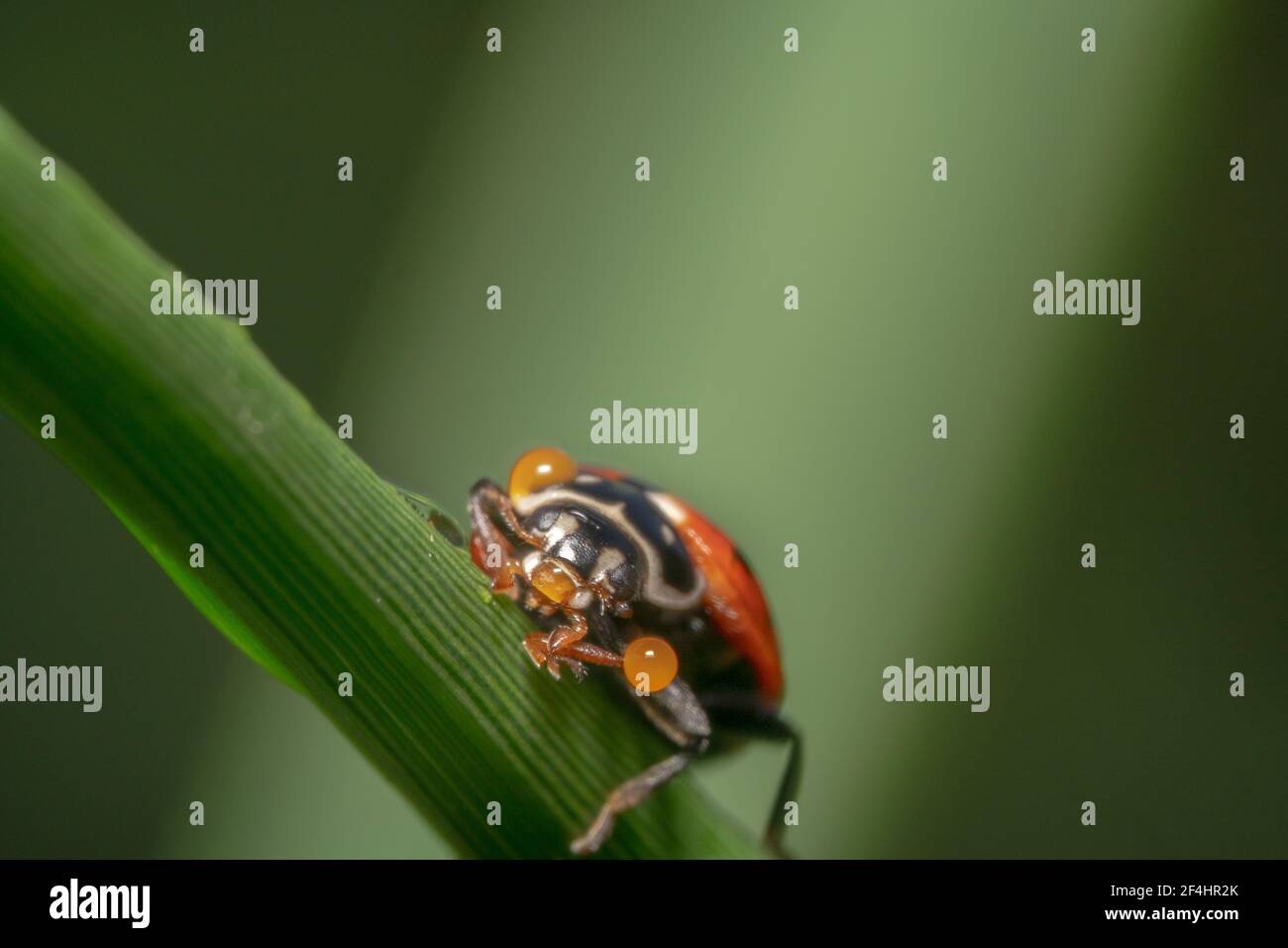 Lady bug with red water drops Stock Photo - Alamy