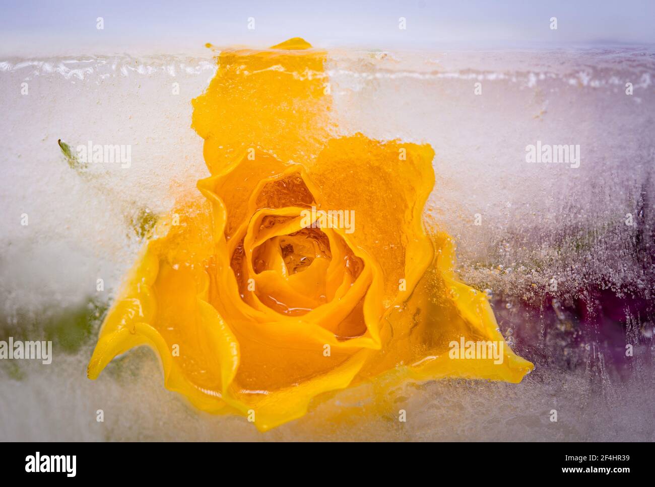 Colourful rose flowers frozen in ice, a symbol of the slow unfreezing ...
