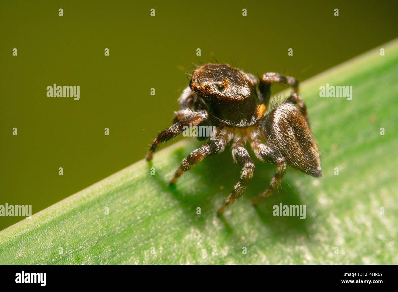 Black and grey jumping spider Stock Photo - Alamy