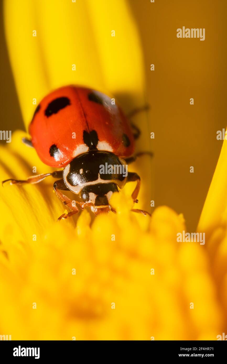 Lady bug eyes hi-res stock photography and images - Alamy