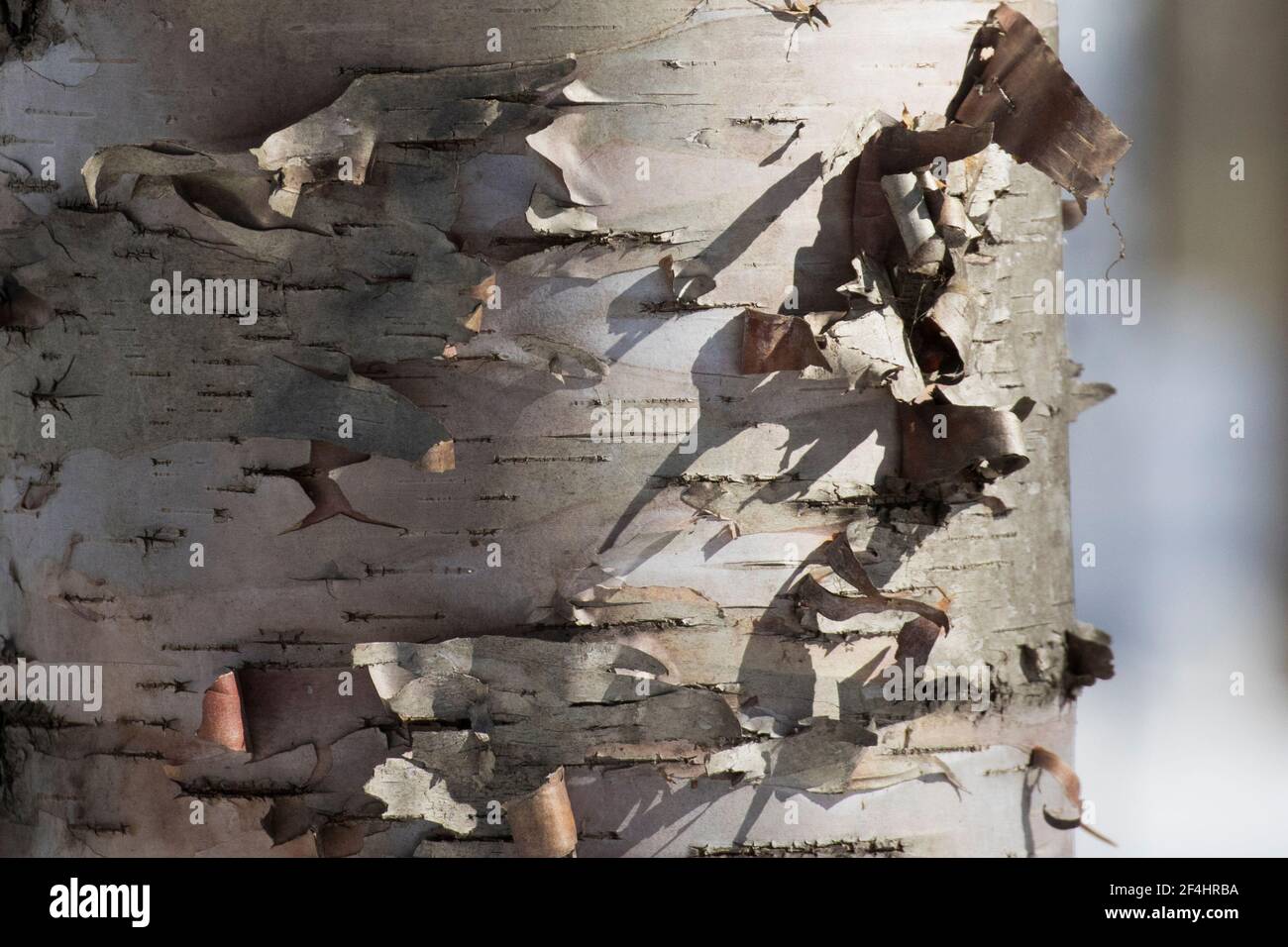 Betula alleghaniensis, the yellow birch, golden birch, or swamp birch ...