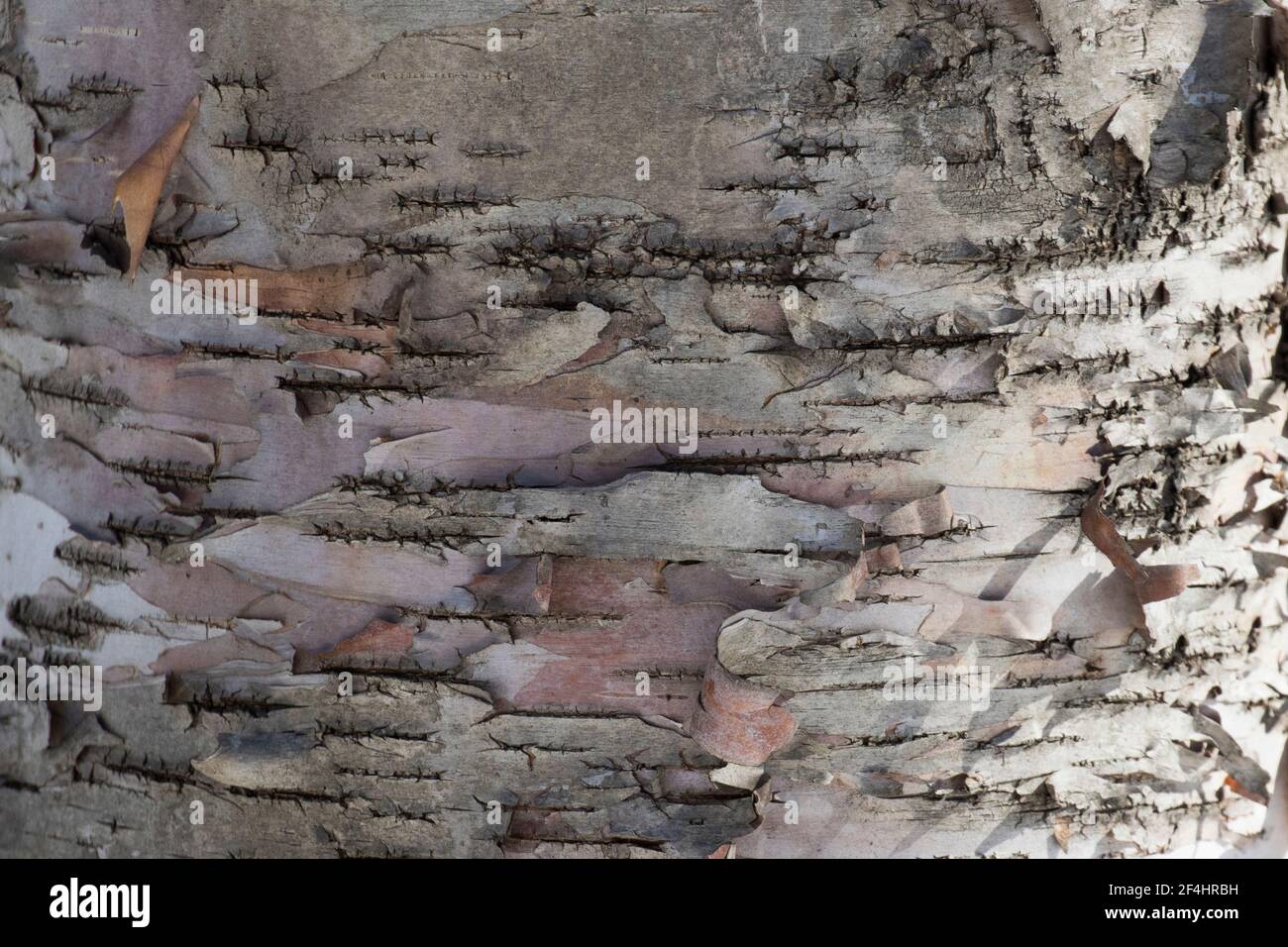 Betula alleghaniensis, the yellow birch, golden birch, or swamp birch ...