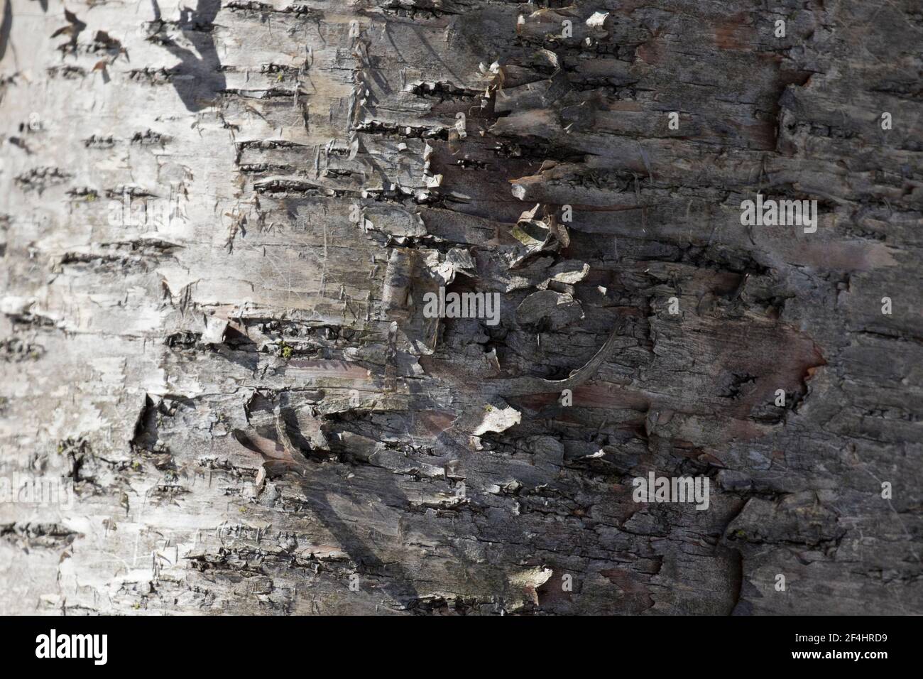 Swamp birch hi-res stock photography and images - Alamy