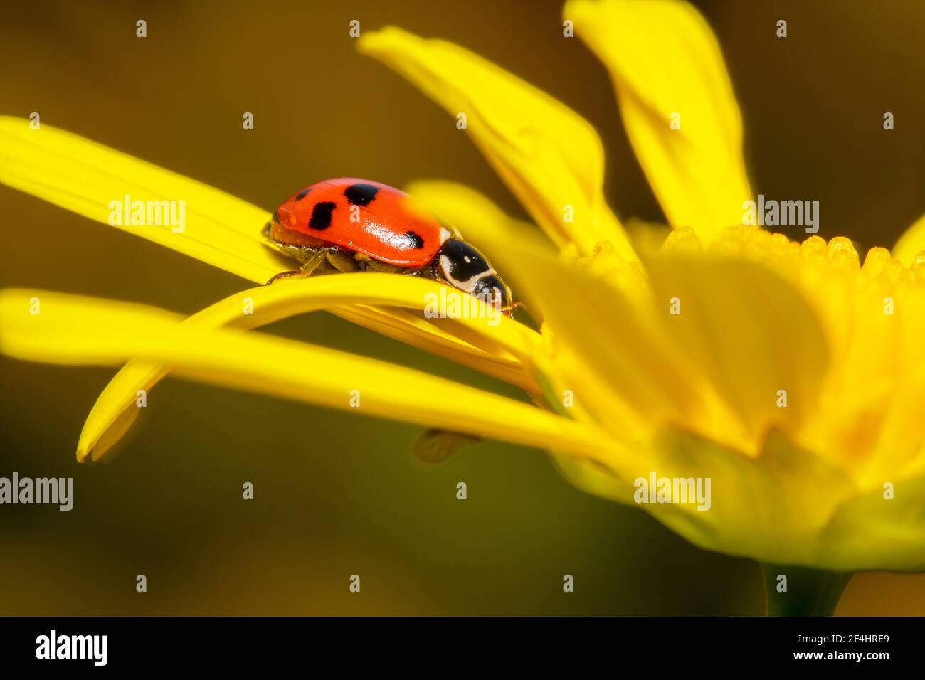 Yellow daisy flower and lady bug Stock Photo - Alamy