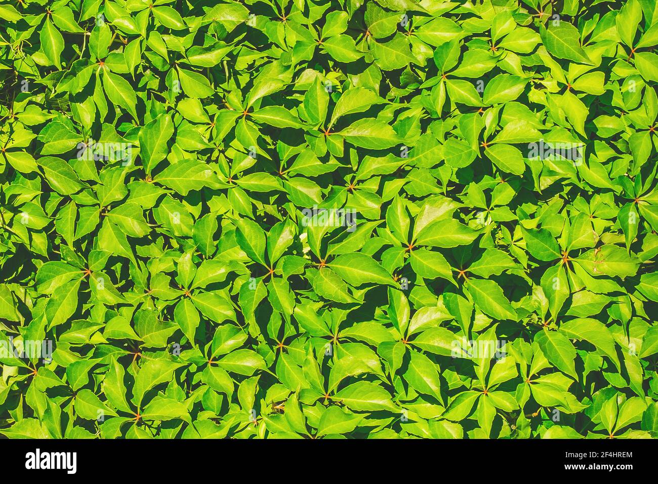 Green leaves for decoration of the facade and interior of the summer ...