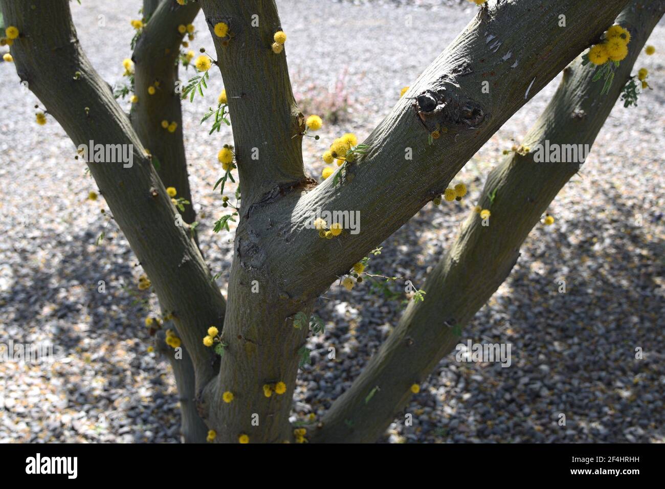 Blooms on the bark of a sweet acacia tree Acacia farnesiana Stock Photo ...