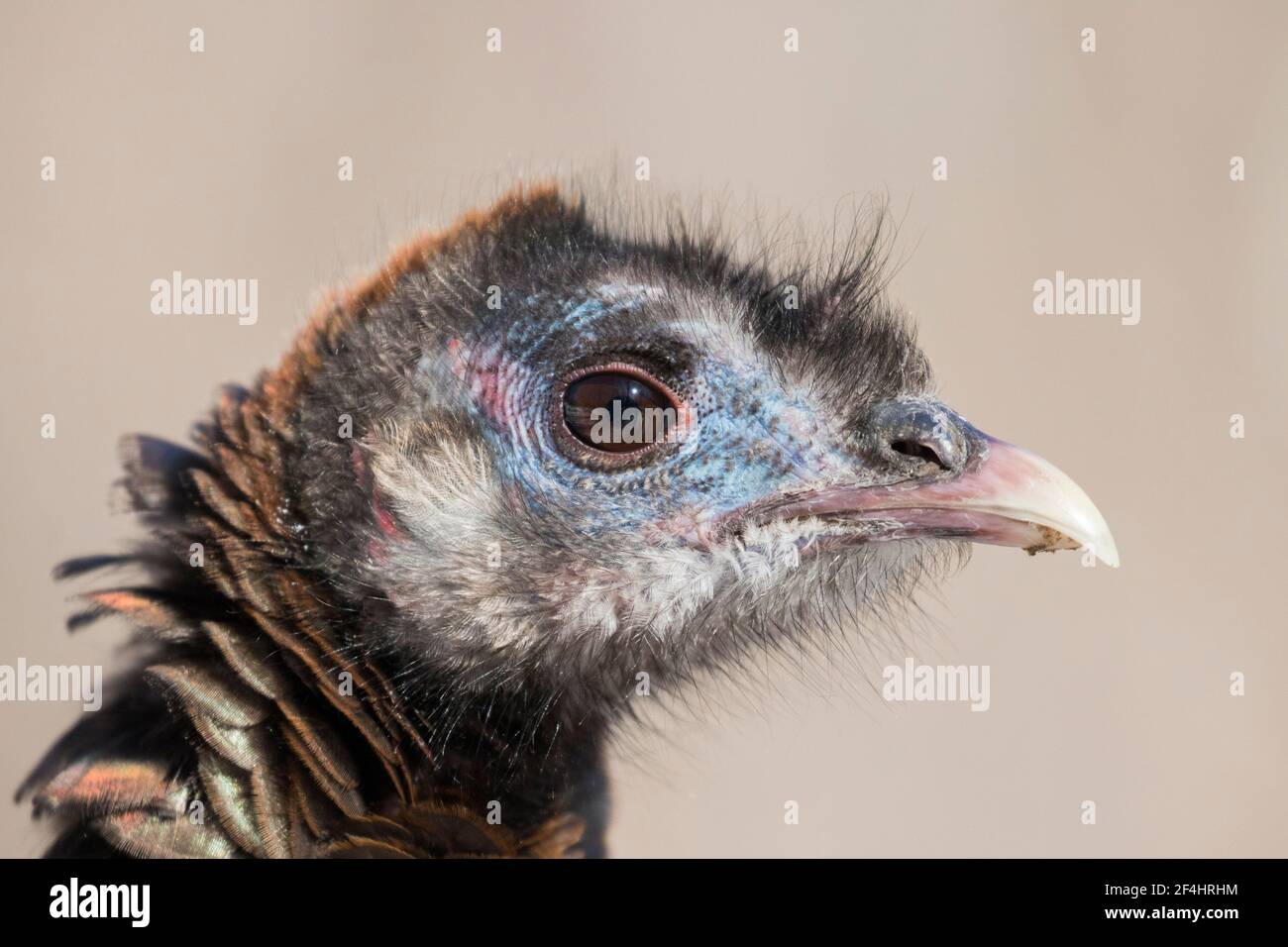 Wild turkey hen beard hi-res stock photography and images - Alamy
