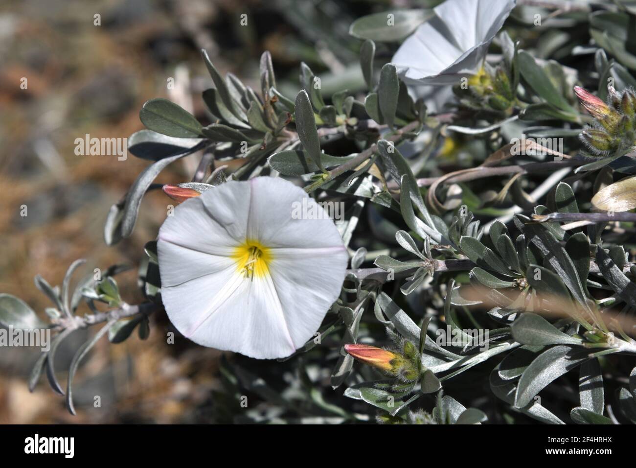 Convolvulus Cneorum Silverbush High Resolution Stock Photography and ...