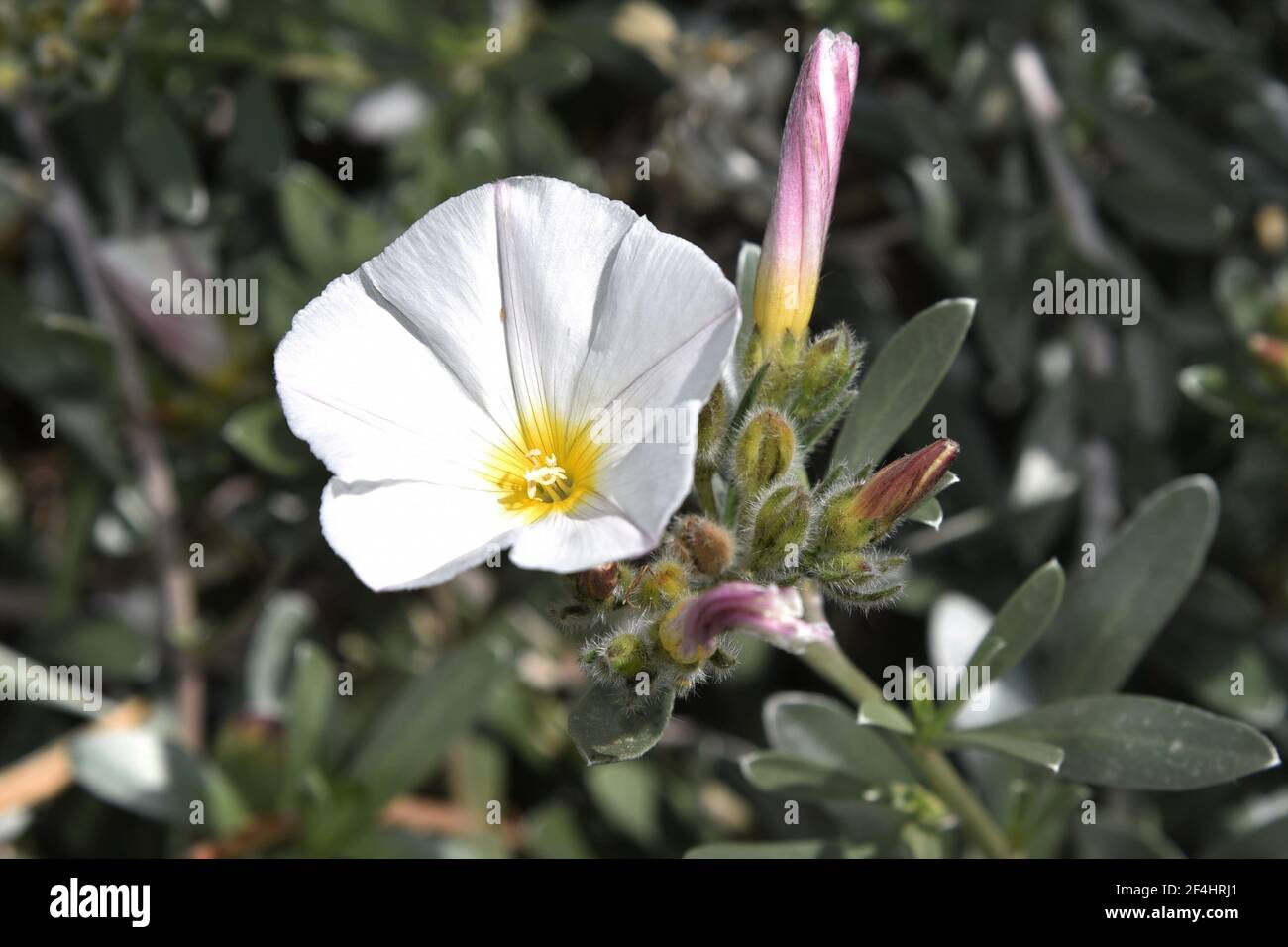 White flower blossoms on a silverbush plant Convolvulus cneorum Stock ...