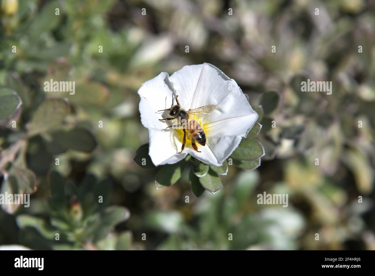 Convolvulus cneorum silverbush hi-res stock photography and images - Alamy