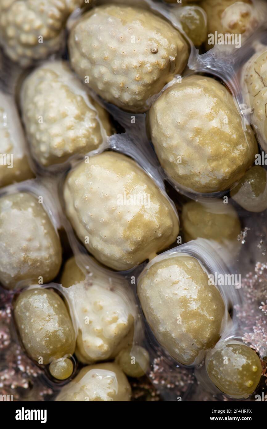 Close up view of seaweed seed pod Stock Photo - Alamy