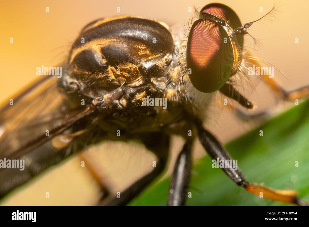 Close up fly hi-res stock photography and images - Alamy