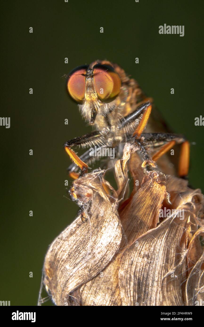 Robber/assassin fly with orange legs sitting on a dry plant Stock Photo ...