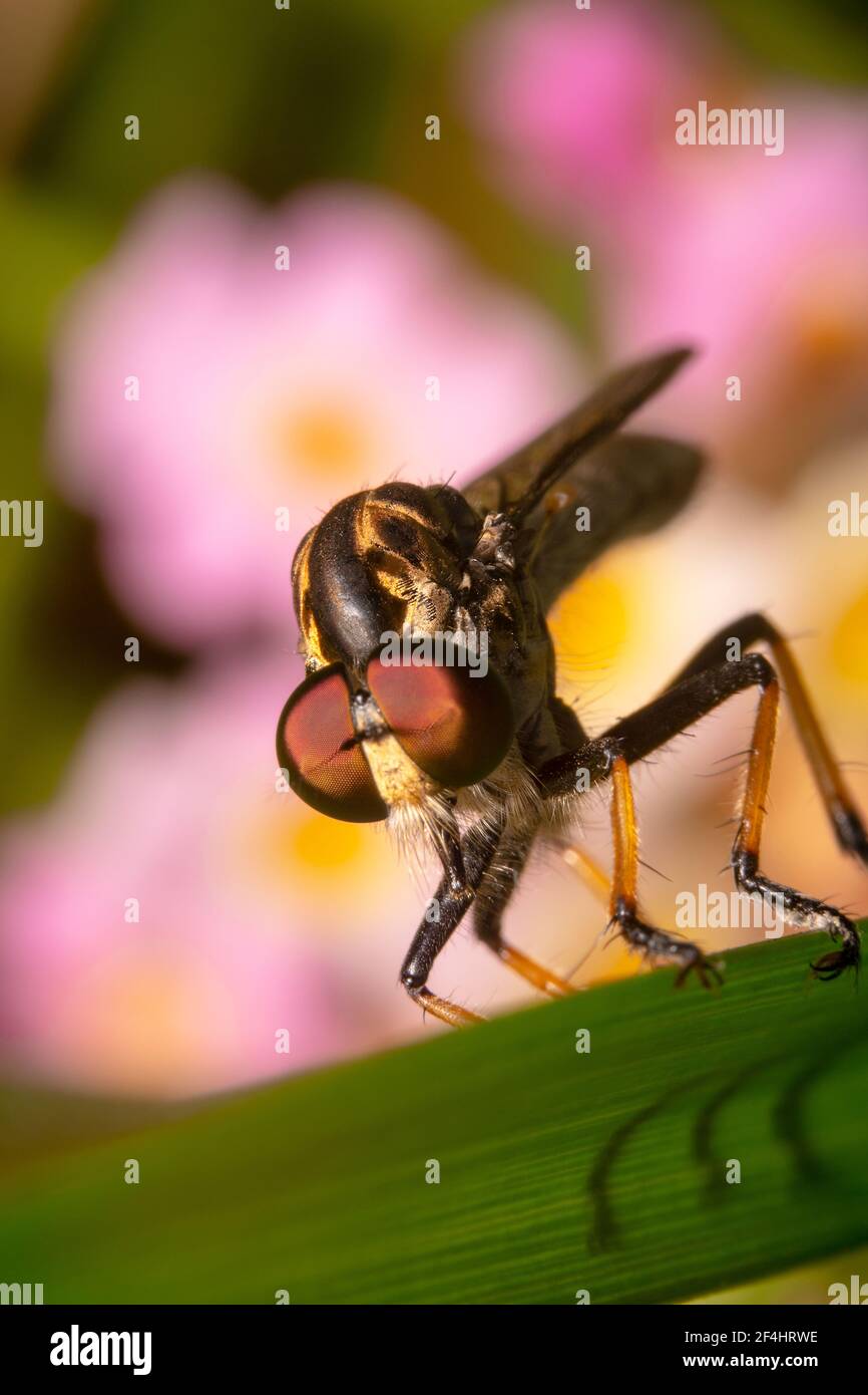 Red white black assassin bug hi-res stock photography and images - Alamy
