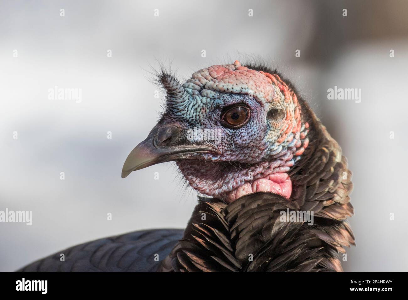wild turkey portrait in winter Stock Photo - Alamy