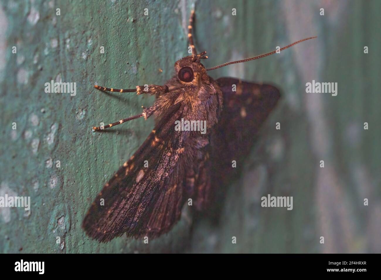 Large brown moth hi-res stock photography and images - Alamy