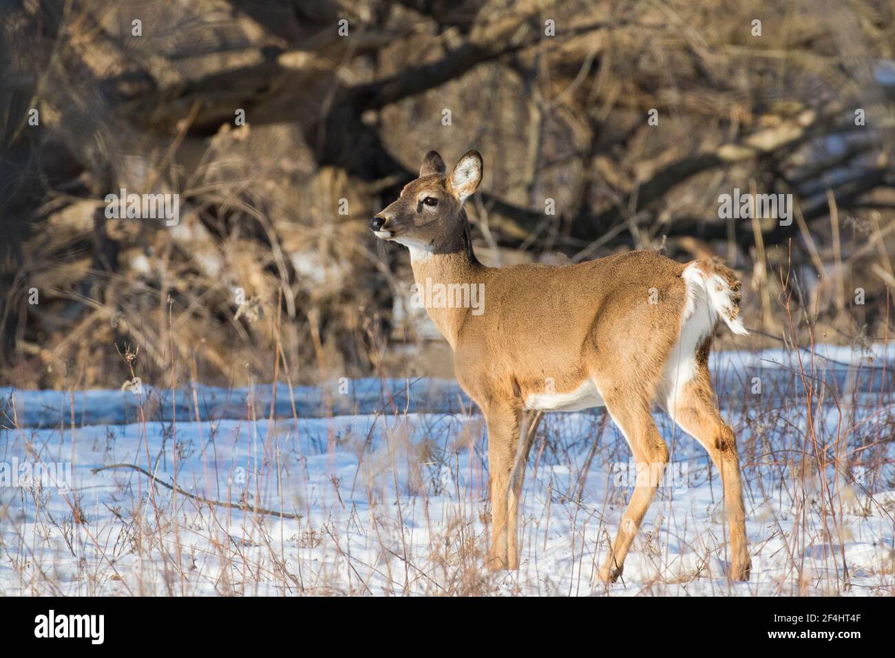 Beautiful white-tailed deer female closeup in Quebec, Canada Stock ...