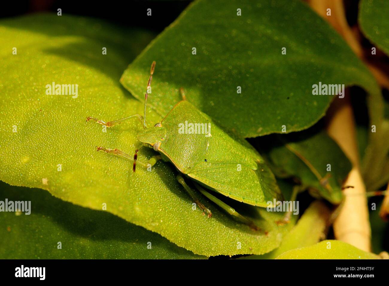 Green shield bug (Nezara viridula) adult, instar and leucistic morph ...