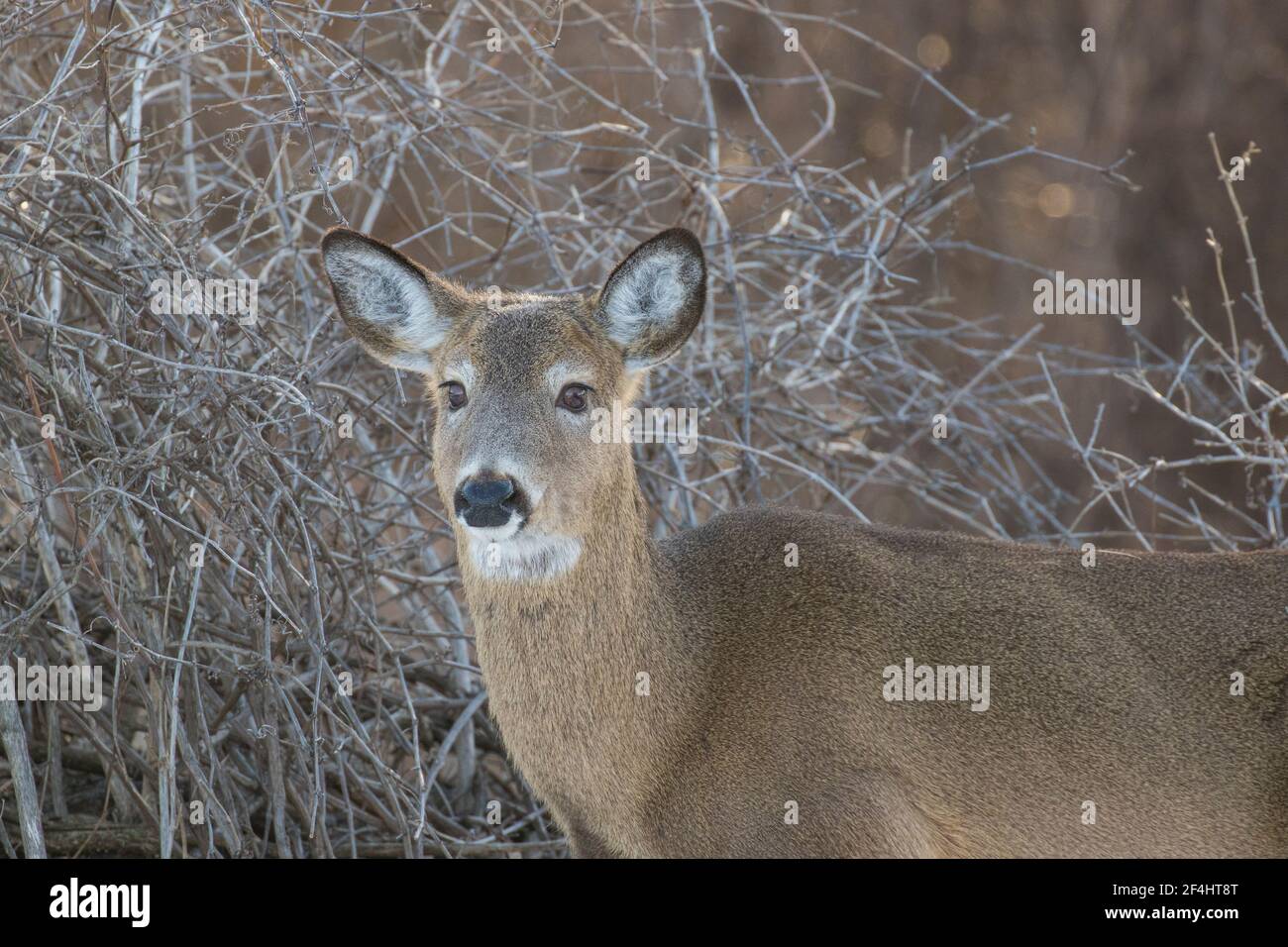 Beautiful white-tailed deer female closeup in Quebec, Canada Stock ...
