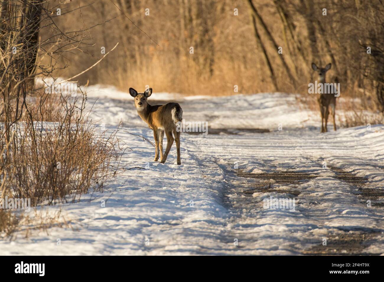 Beautiful white-tailed deer female closeup in Quebec, Canada Stock ...