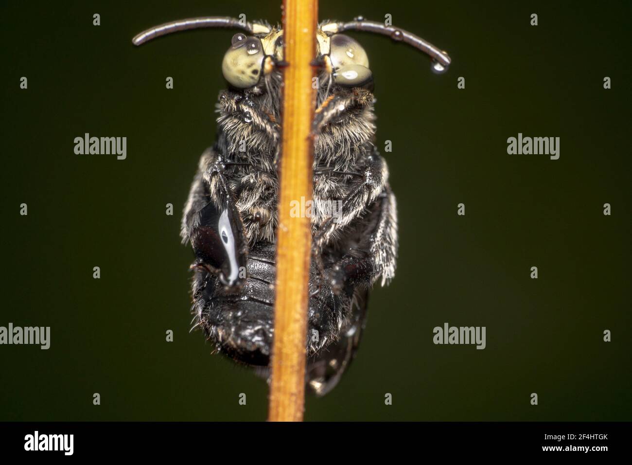 Black cloak hi-res stock photography and images - Alamy