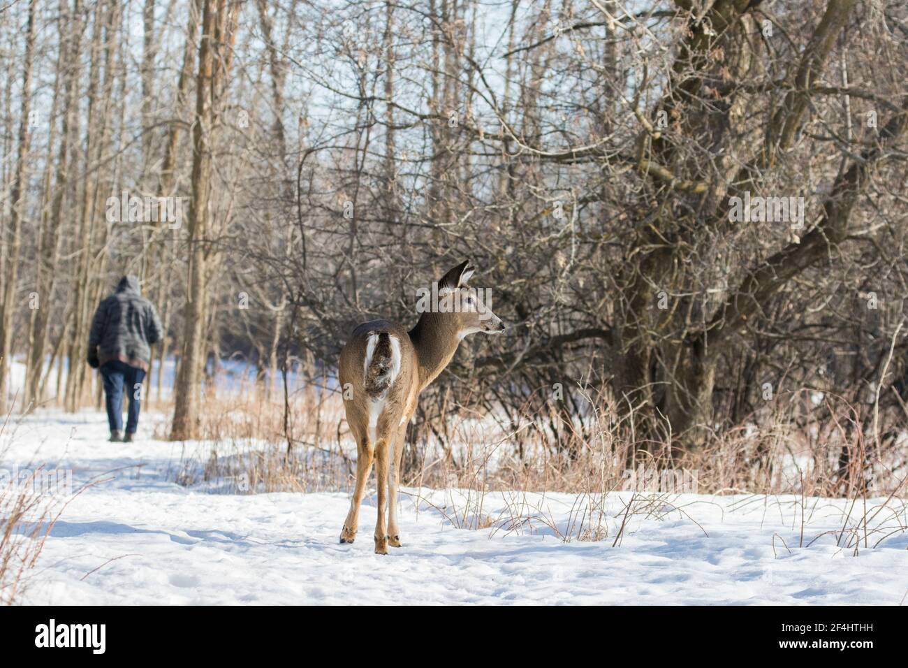 Beautiful white-tailed deer female closeup in Quebec, Canada Stock ...