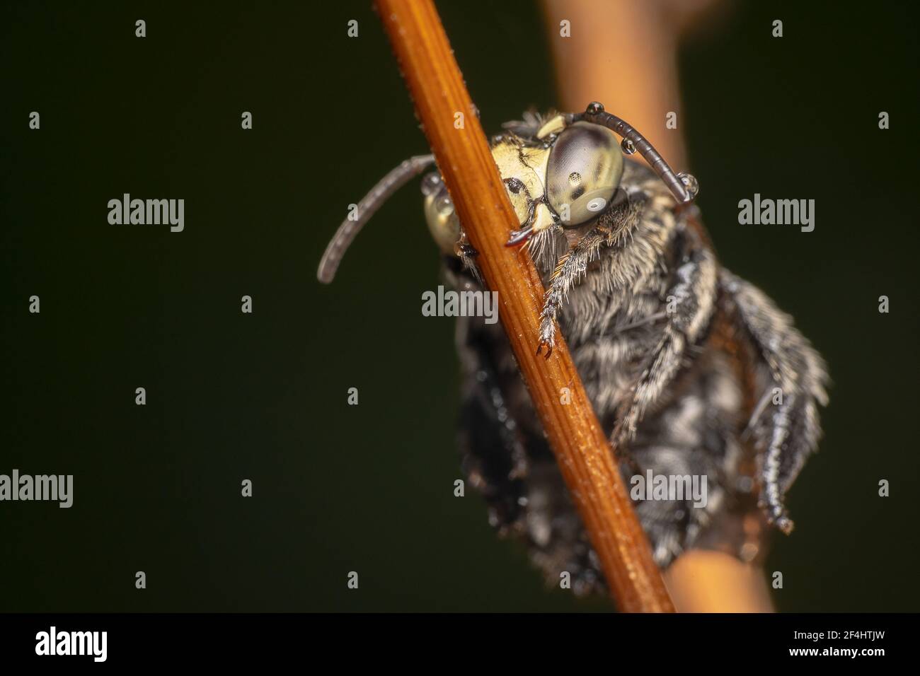Black cloak hi-res stock photography and images - Alamy