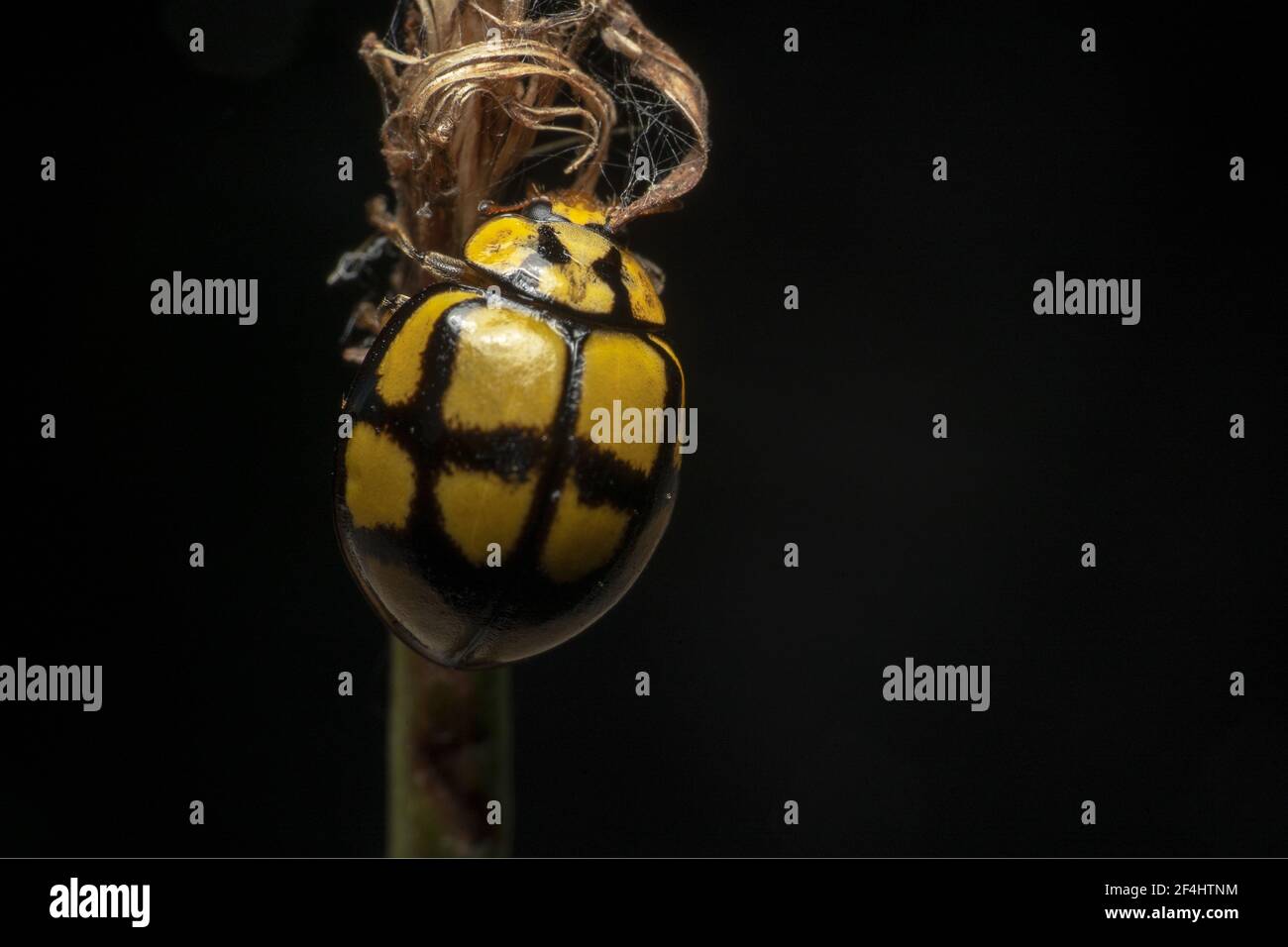 Shot of the back of Coccinellidae yellow and black striped ladybug ...