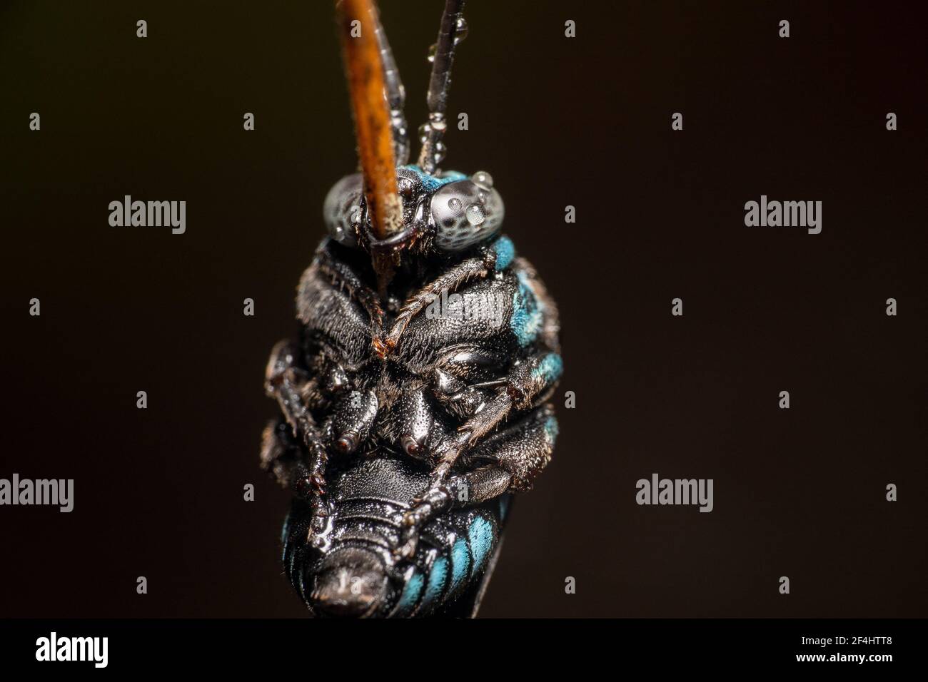 Australian native Thyreus nitidulus Neon Cuckoo bee/blue and black ...