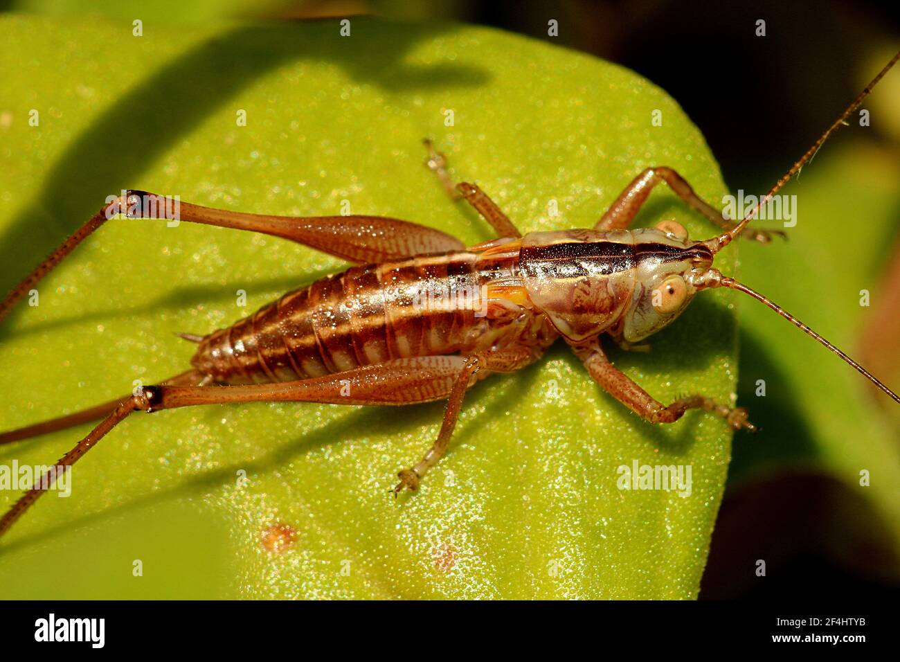 Male New Zealand longhorn grasshopper (Conocephalus bilineatus Stock ...