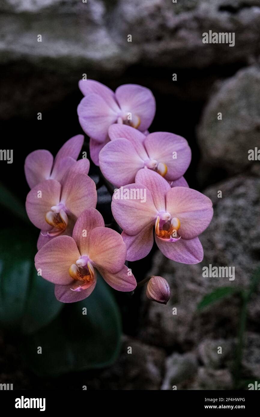 Orchids of garden hi-res stock photography and images - Alamy