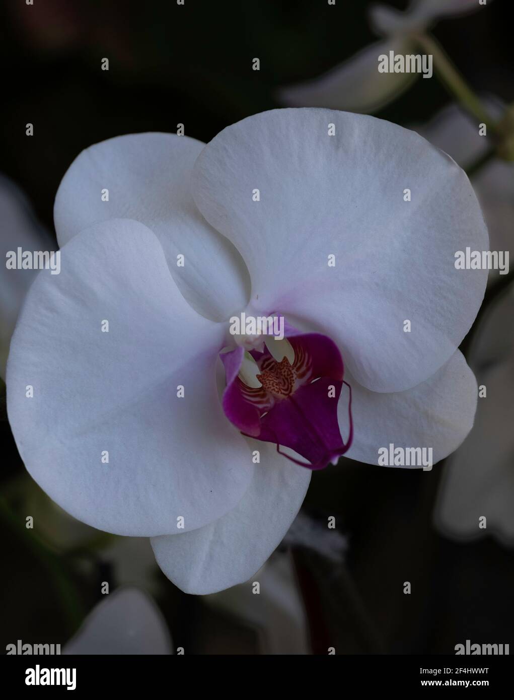 Orchids of garden hi-res stock photography and images - Alamy