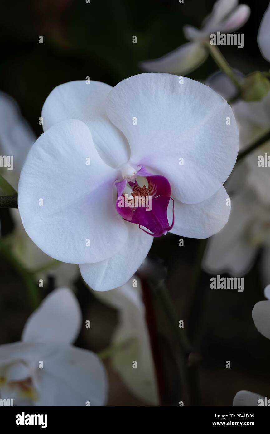 Orchids blooming in Spring Stock Photo - Alamy
