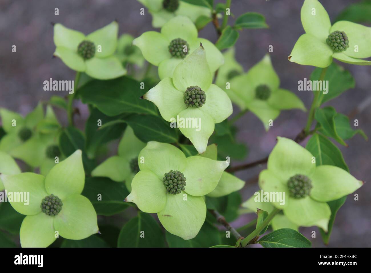 Rutgersensis hi-res stock photography and images - Alamy