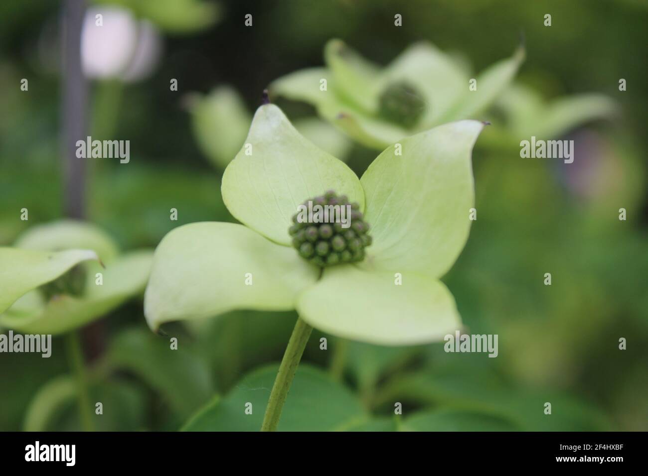 Rutgersensis hi-res stock photography and images - Alamy