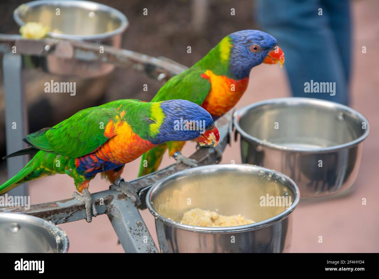 Zoo lorikeet feeding hi-res stock photography and images - Alamy