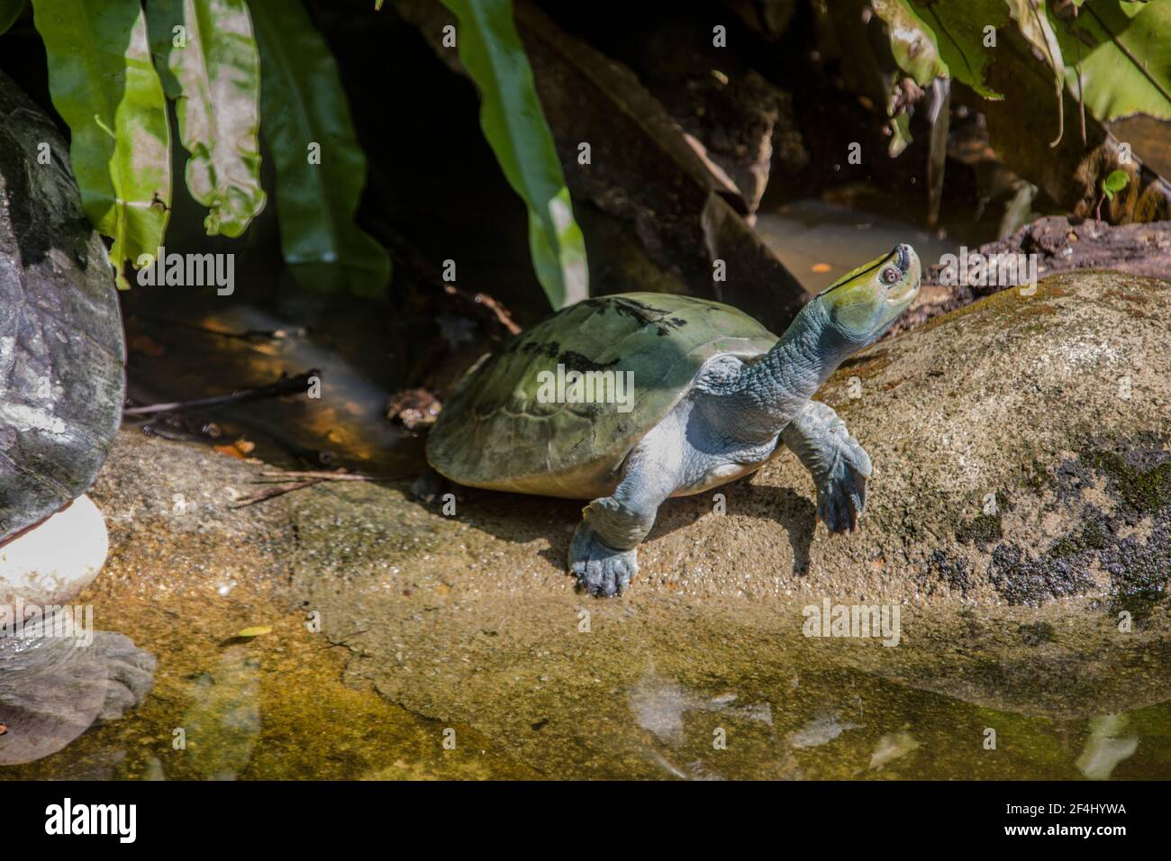The Burmese roofed turtle (Batagur trivittata) is one of six species of ...