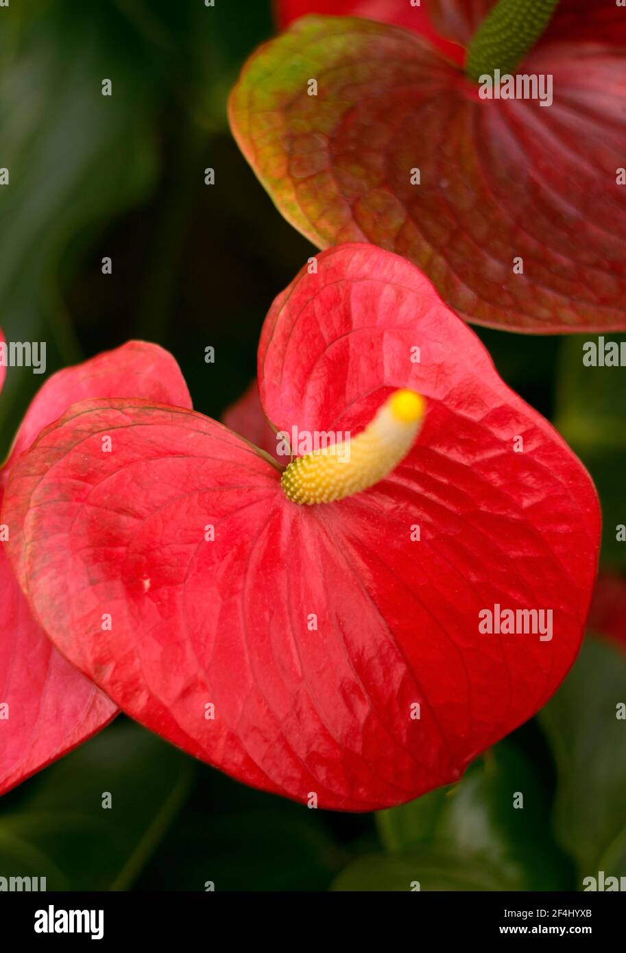 Narrow depth of field hi-res stock photography and images - Alamy
