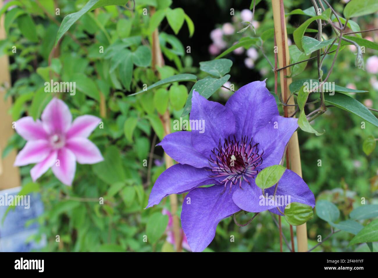 Clematis bell shaped flower hi-res stock photography and images - Alamy