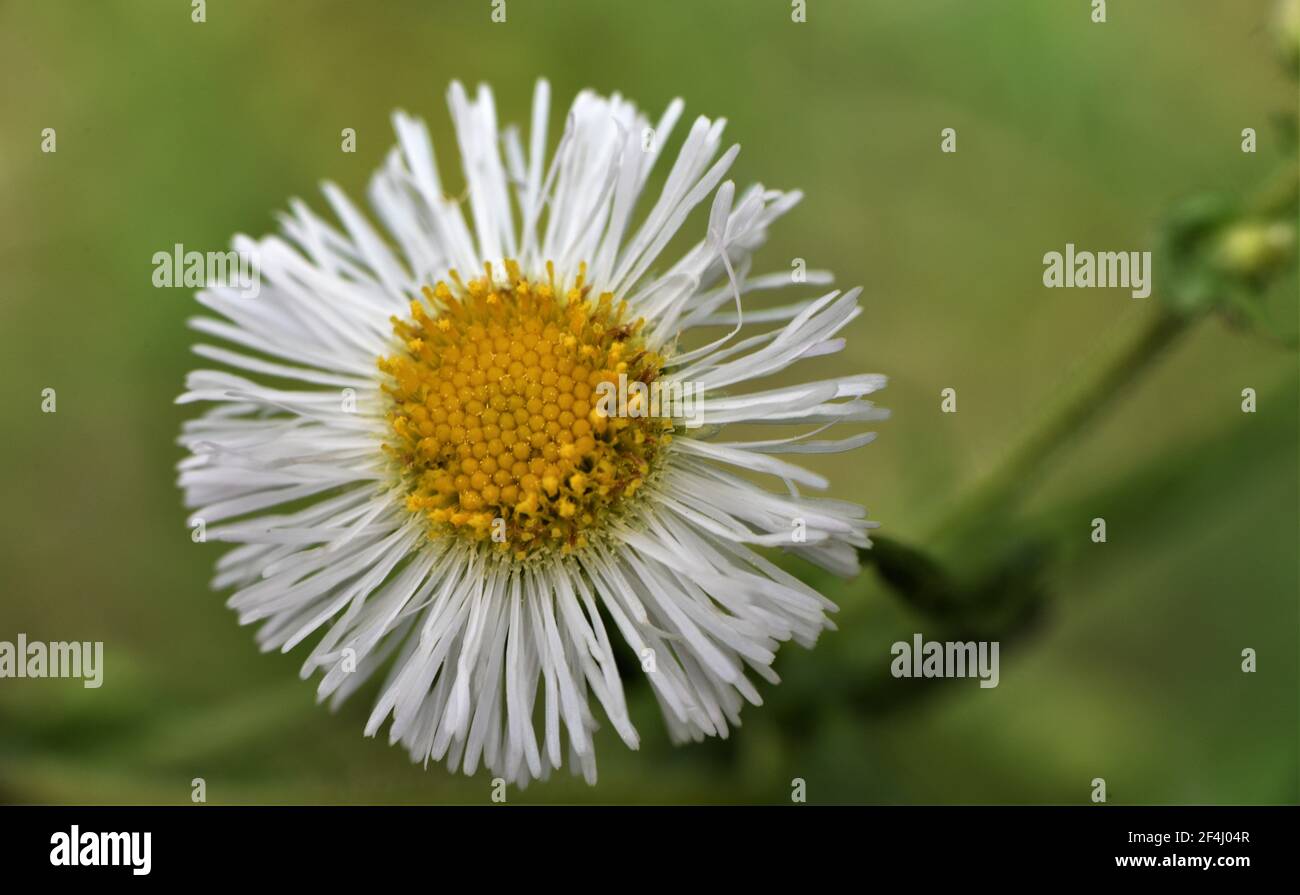 Daisy fleabane hi-res stock photography and images - Alamy