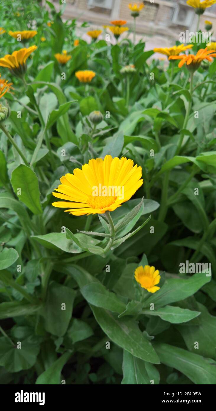 Folwer hi-res stock photography and images - Alamy