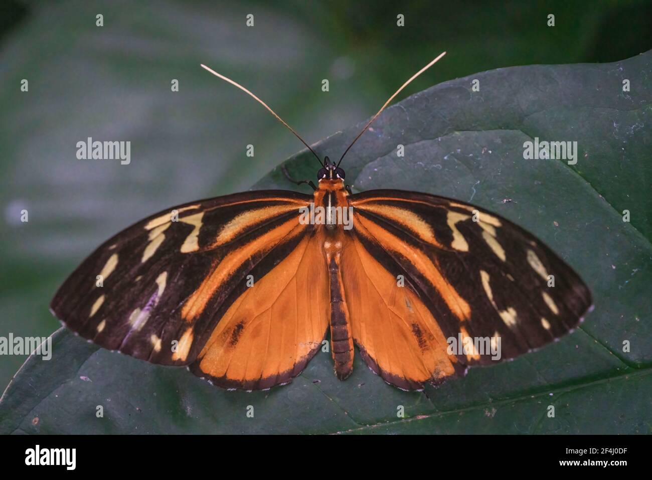 Closeup top view of a large butterfly with delicate beautiful wings ...