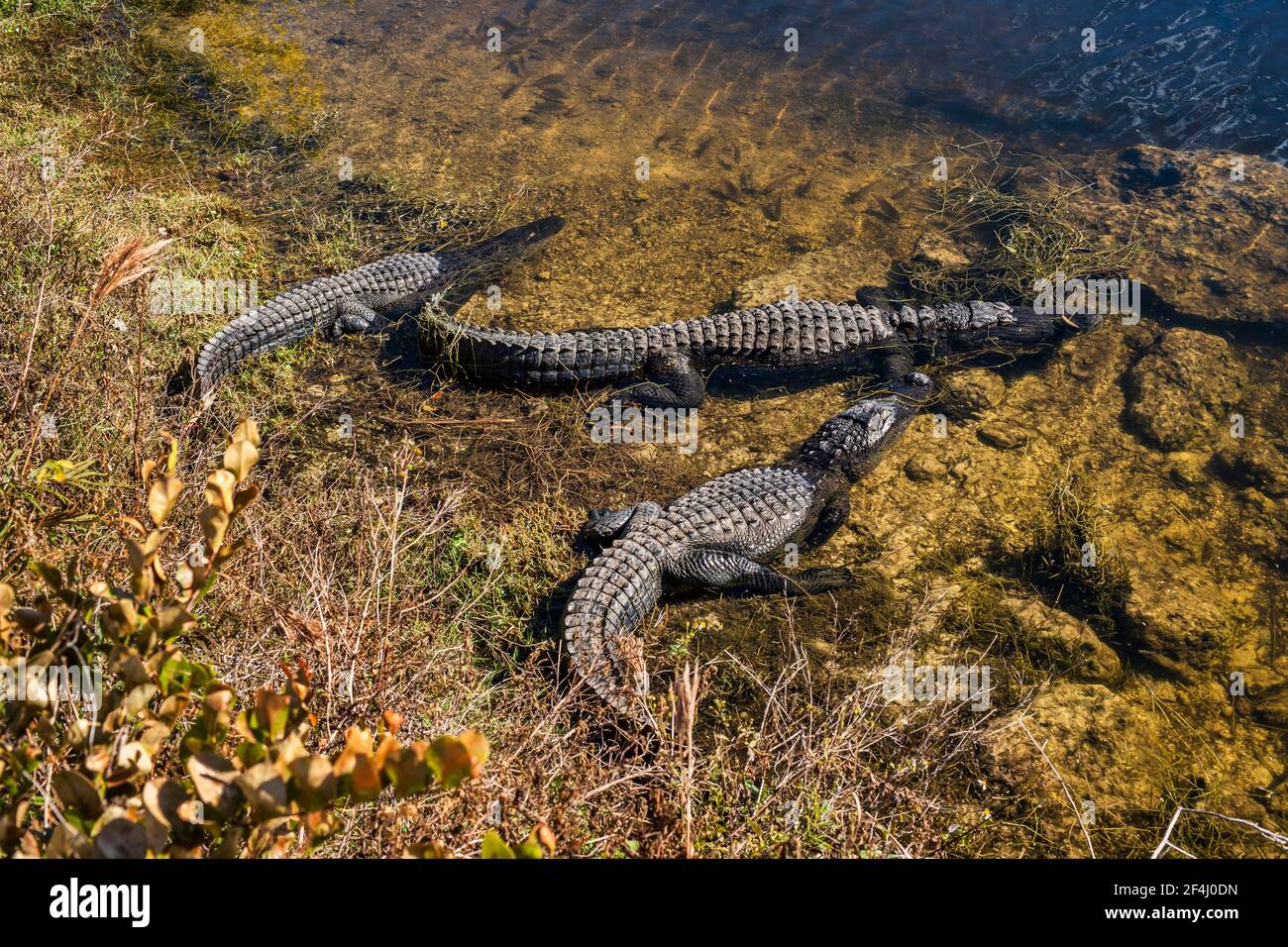 Alligators group everglades hi-res stock photography and images - Alamy