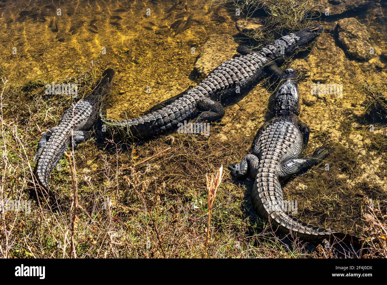 Group of alligators hi-res stock photography and images - Alamy