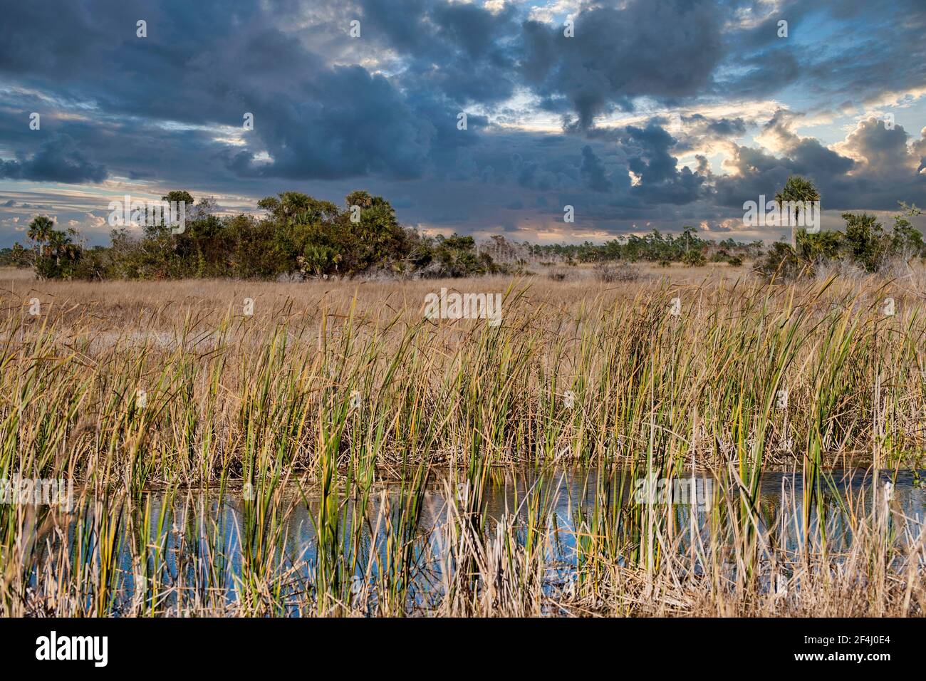Everglades tree island hi-res stock photography and images - Alamy