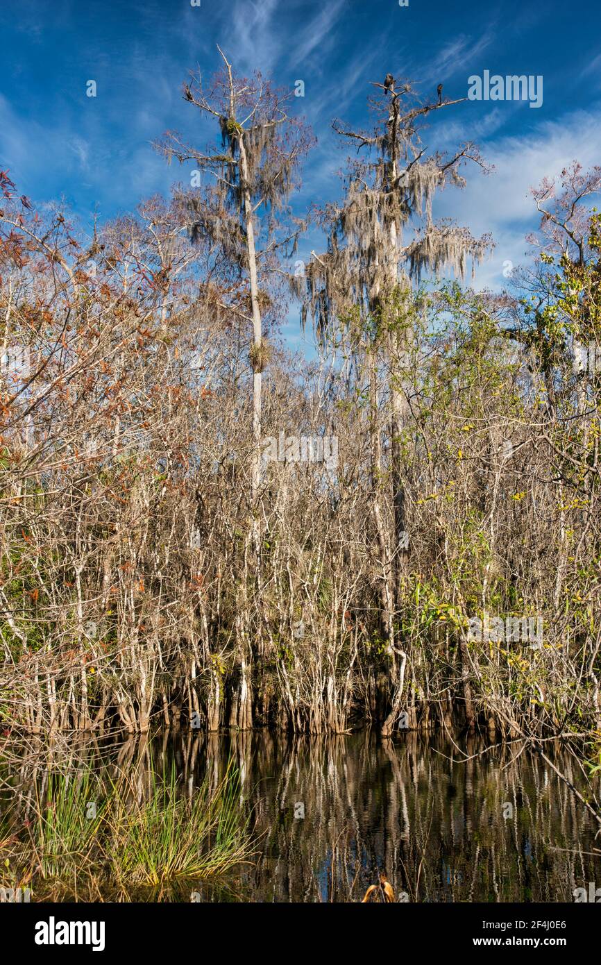 Native trees of florida hi-res stock photography and images - Alamy