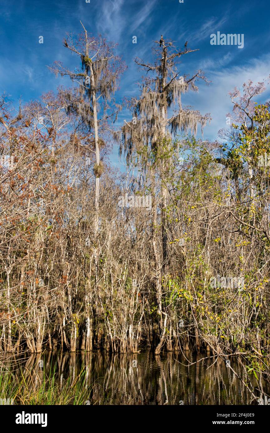 Native trees of florida hi-res stock photography and images - Alamy