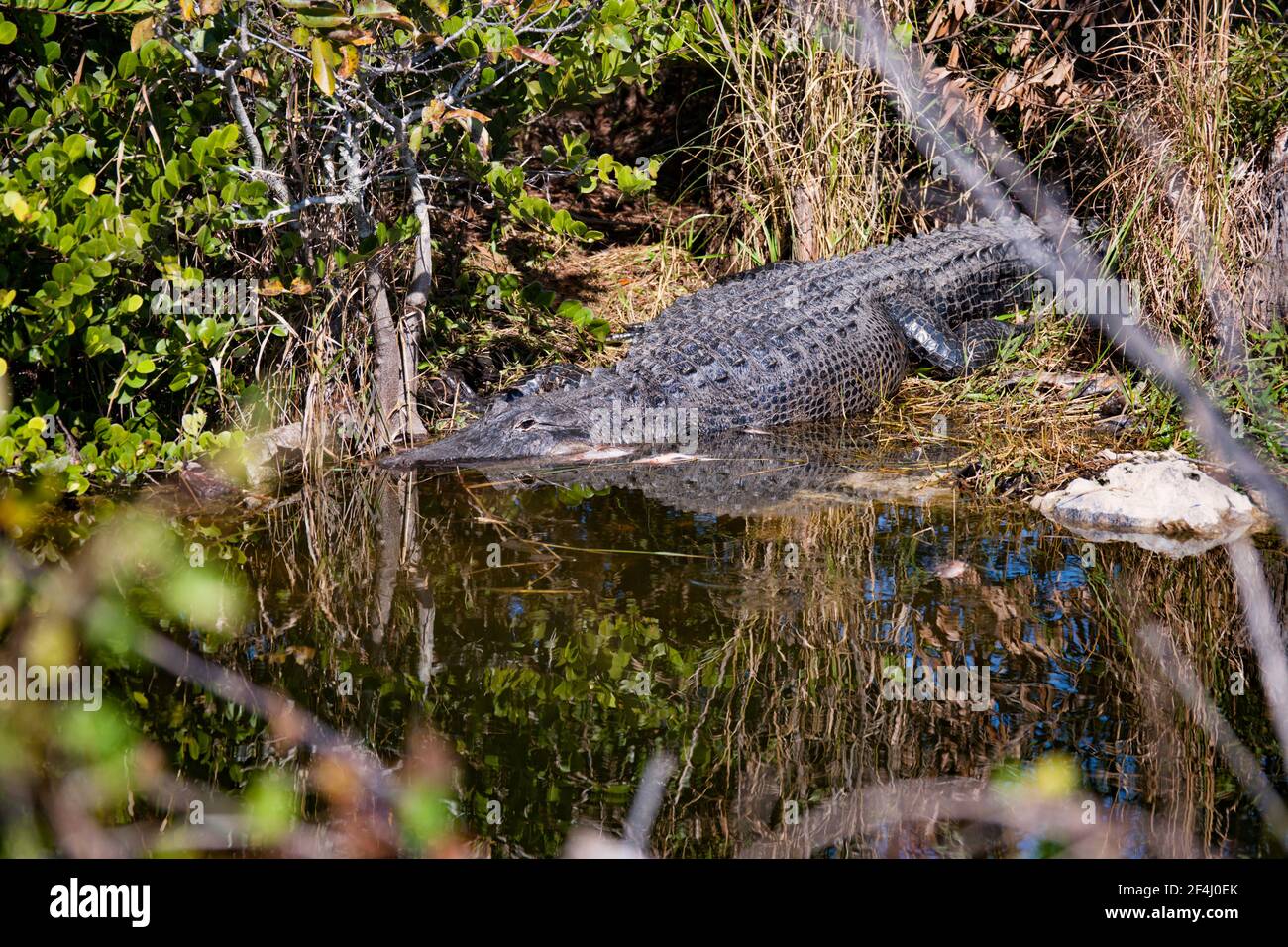 An alligator lies stuffed from an unusual winter fish kill by a canal ...
