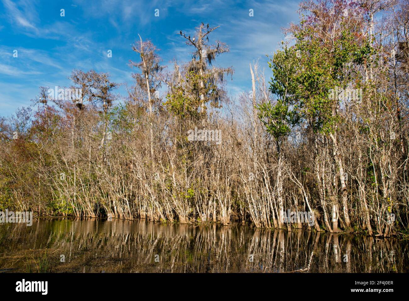 Native trees of florida hi-res stock photography and images - Alamy
